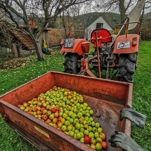 OBST waschen - der erste Schritt zum eigenen Saft